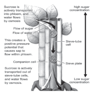 Life Processes Important Questions for CBSE Class 10 Science Chapter 5