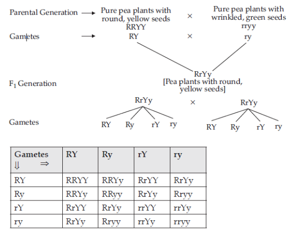Heredity Important Questions for CBSE Class 10 Science Chapter 8