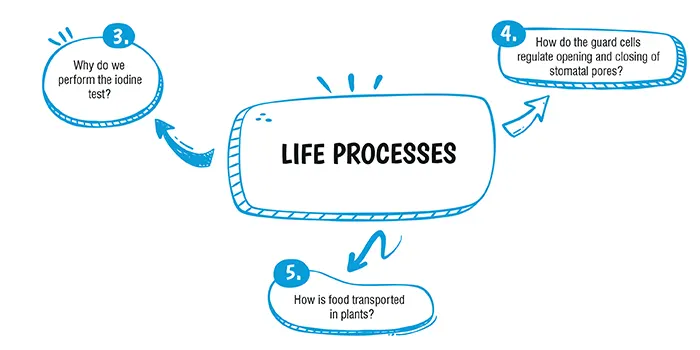 Life Processes Important Questions for CBSE Class 10 Science Chapter 5