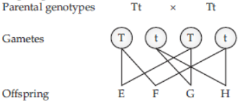 Genetics: Mendel's law of Inheritance Important Questions for ICSE ...