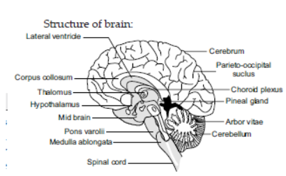 The Nervous System and Sense Organs Important Questions for ICSE Class ...