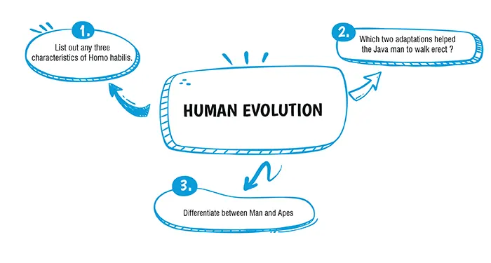 Human Evolution Important Questions for ICSE Class 10 Biology Chapter 13