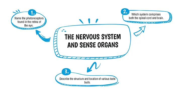 The Nervous System and Sense Organs Important Questions for ICSE Class ...