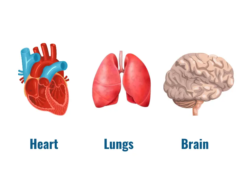 Basic Life Support (BLS) Study Guide - CPR Select