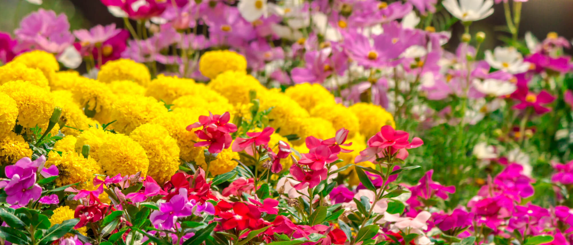 Fordelen med stauder