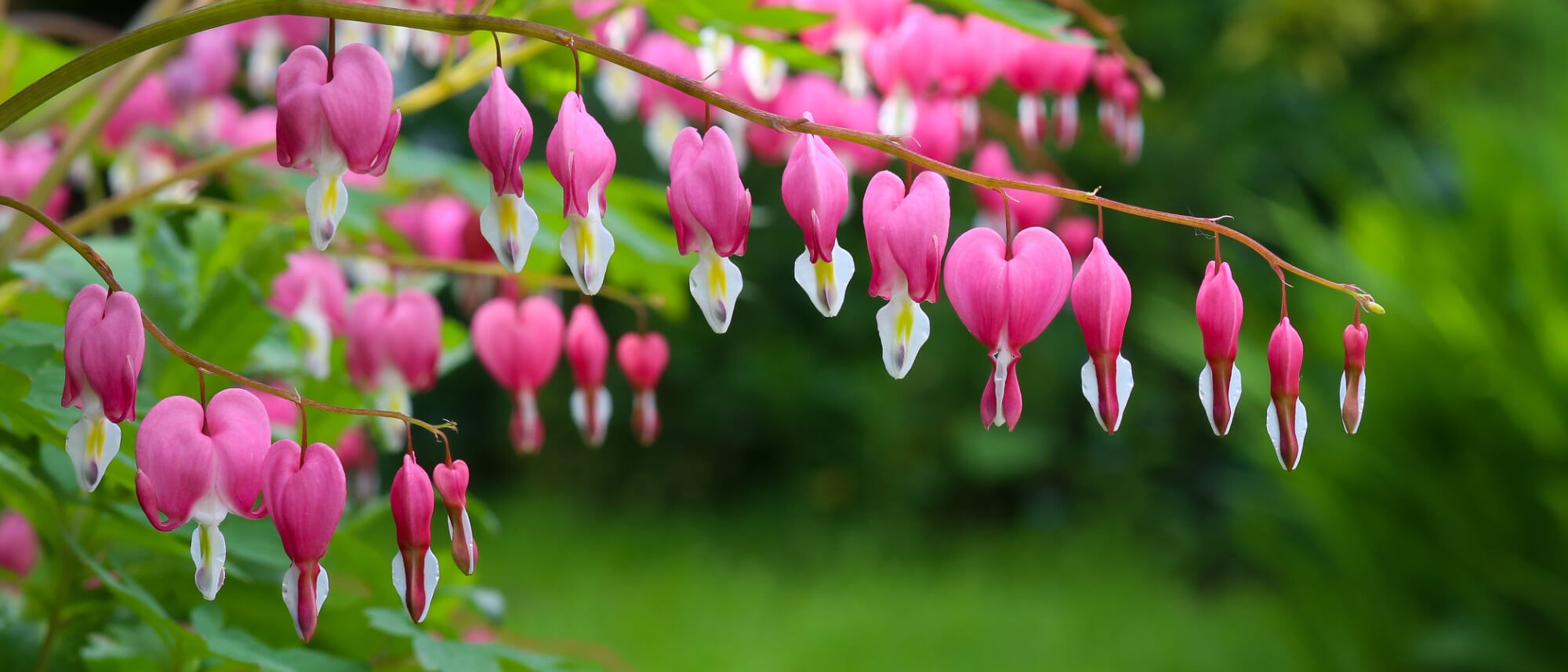 Fordelen med stauder