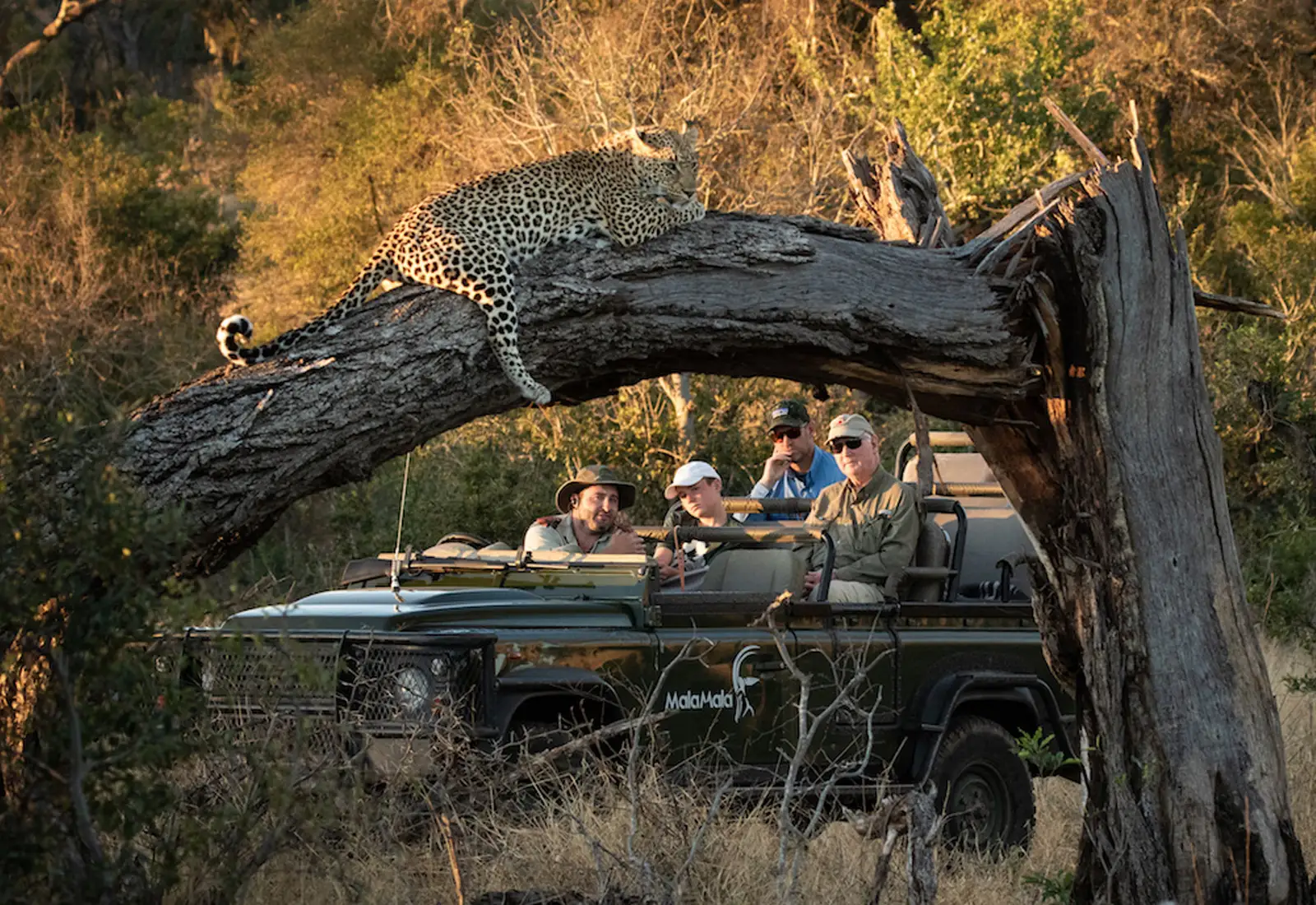 Mala Mala Game Reserve Safaris - Tours, packages and lodging