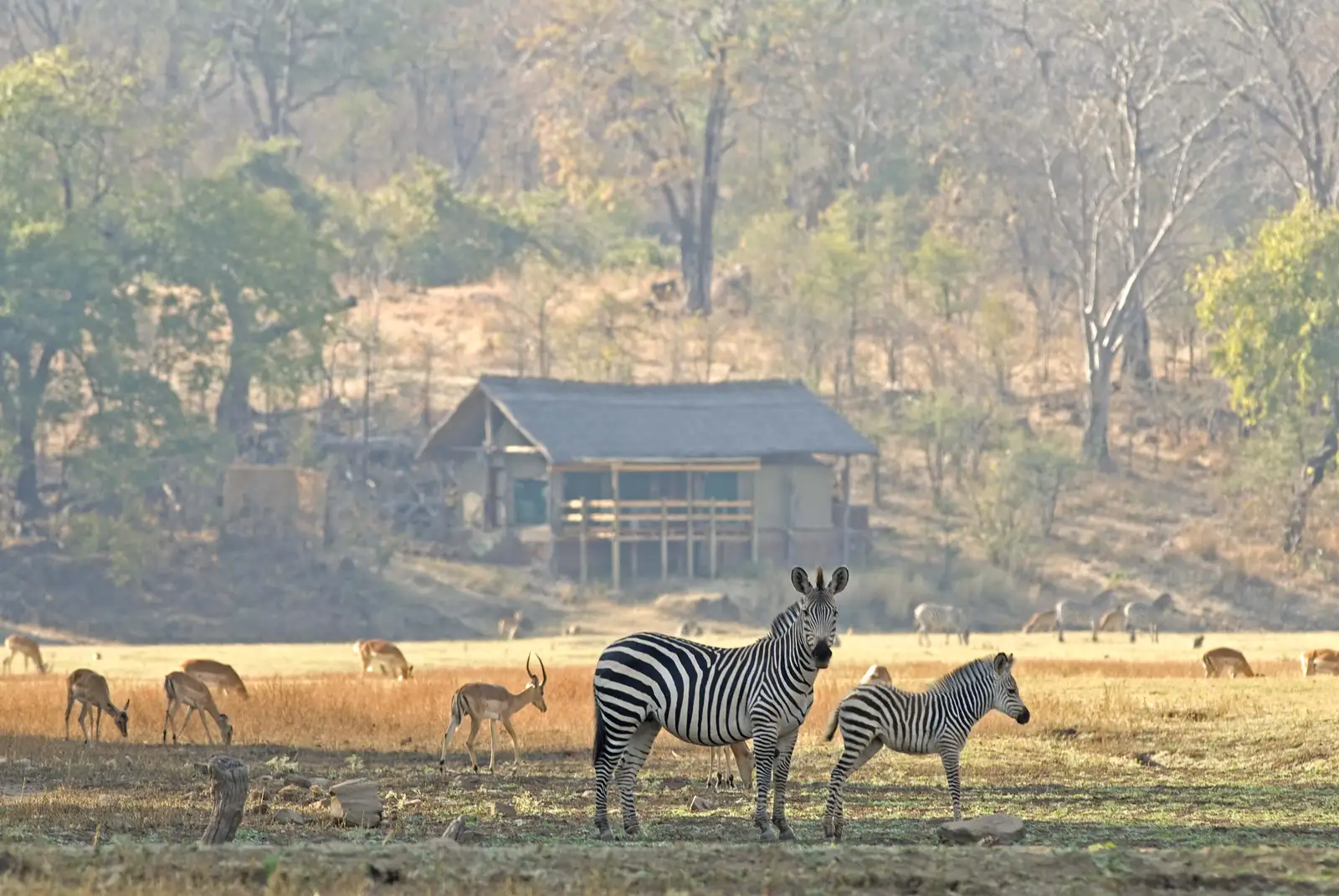 Puku Ridge Camp - safari lodge in Zambia