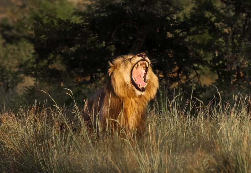 African Safari articles - Male Lion Coalitions in the Sabi Sands and ...