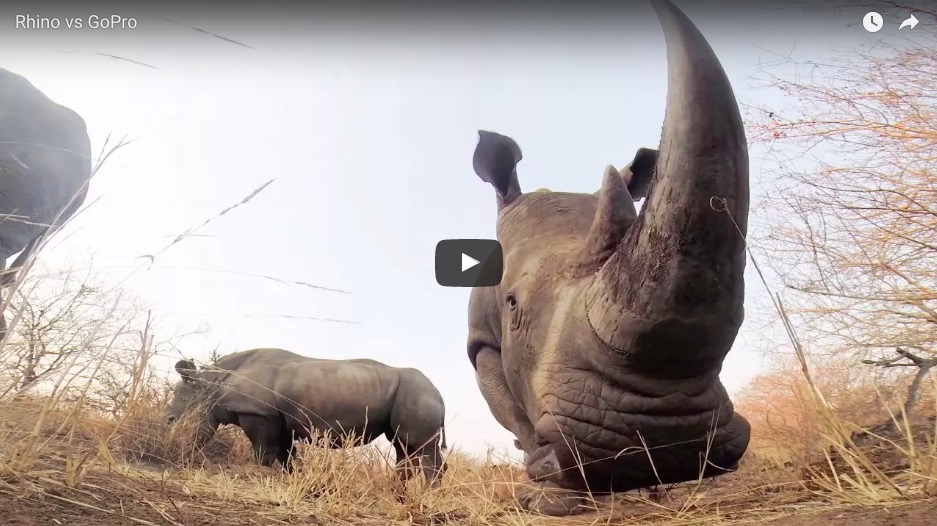 African Safari articles - Did you know? A Group of Rhinos are Referred ...