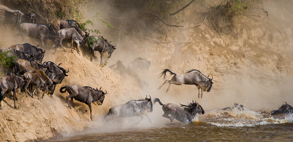 African Safari articles - The Great Mammal Migration: 6 Interesting ...