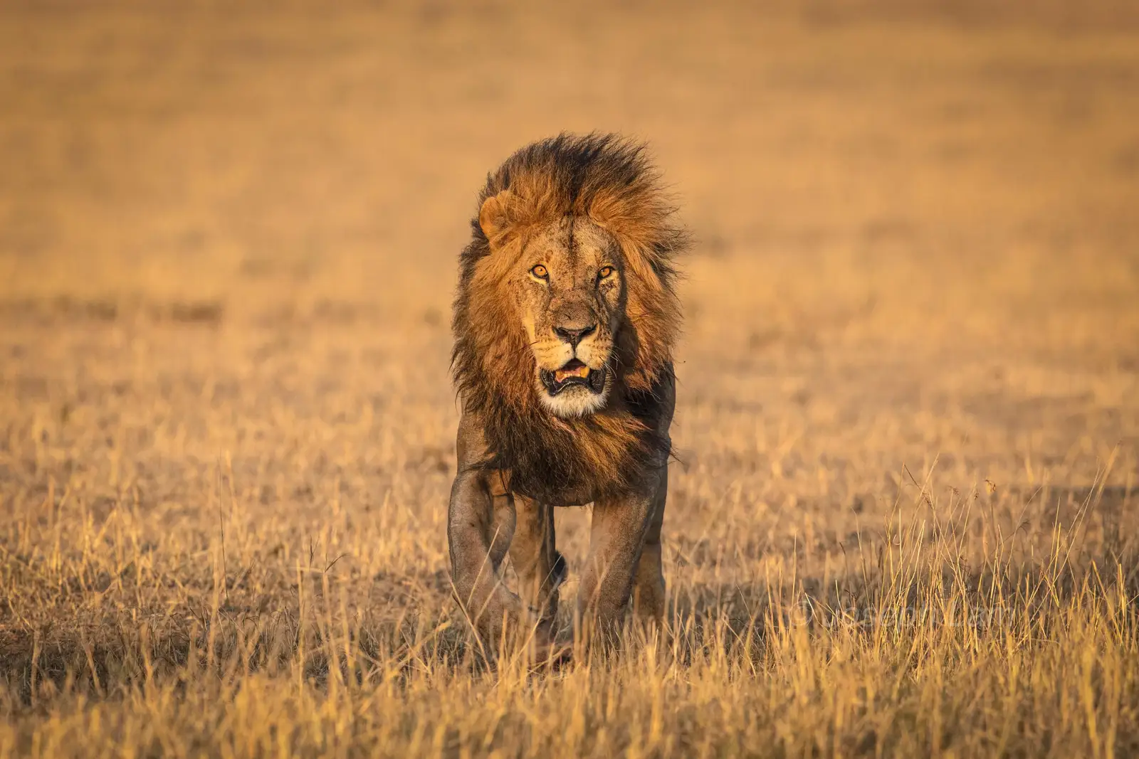 Porini Lion Camp - safari lodge in Masai Mara