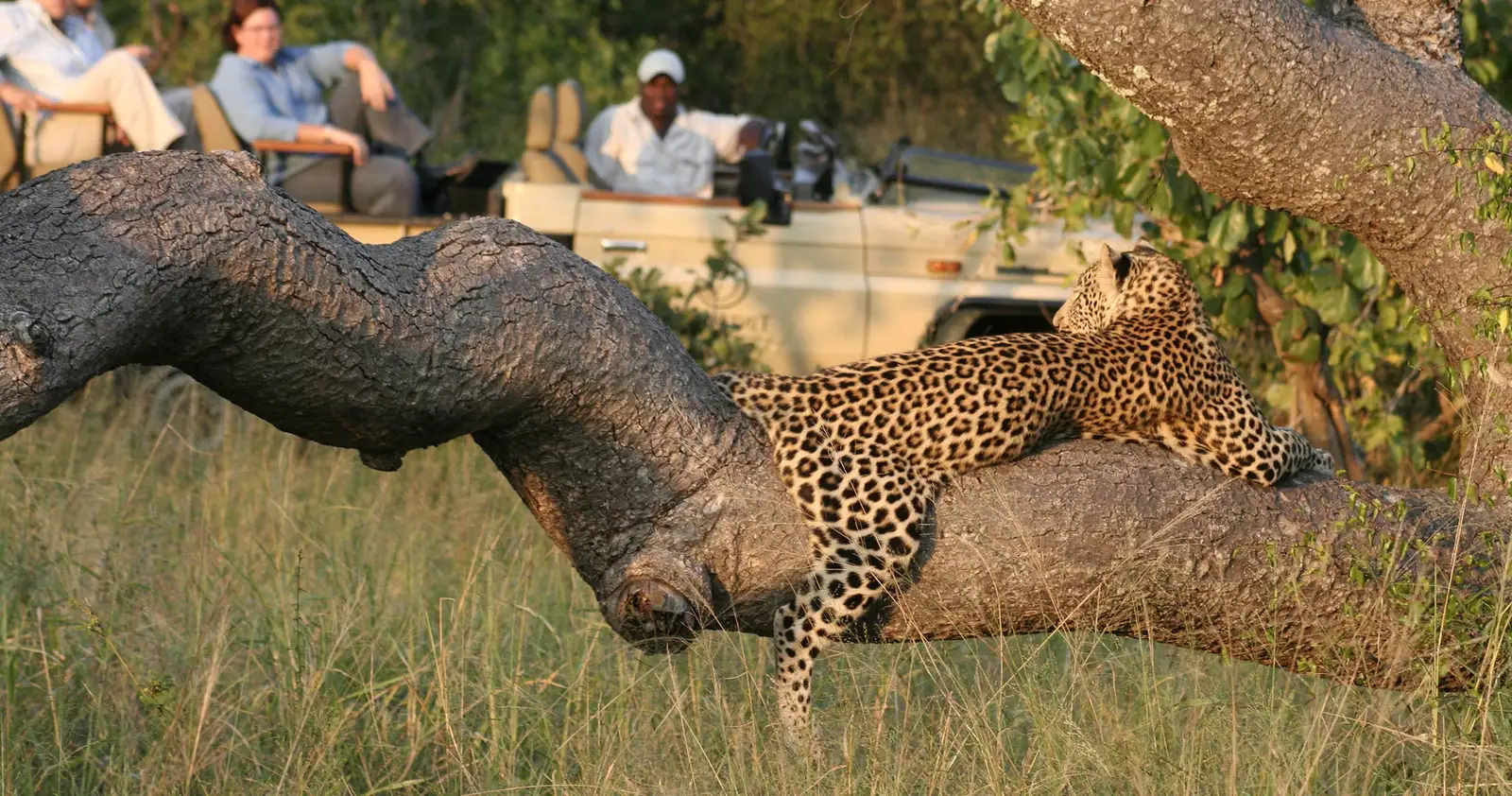 Manyeleti Game Reserve Safaris - Tours, packages and lodging