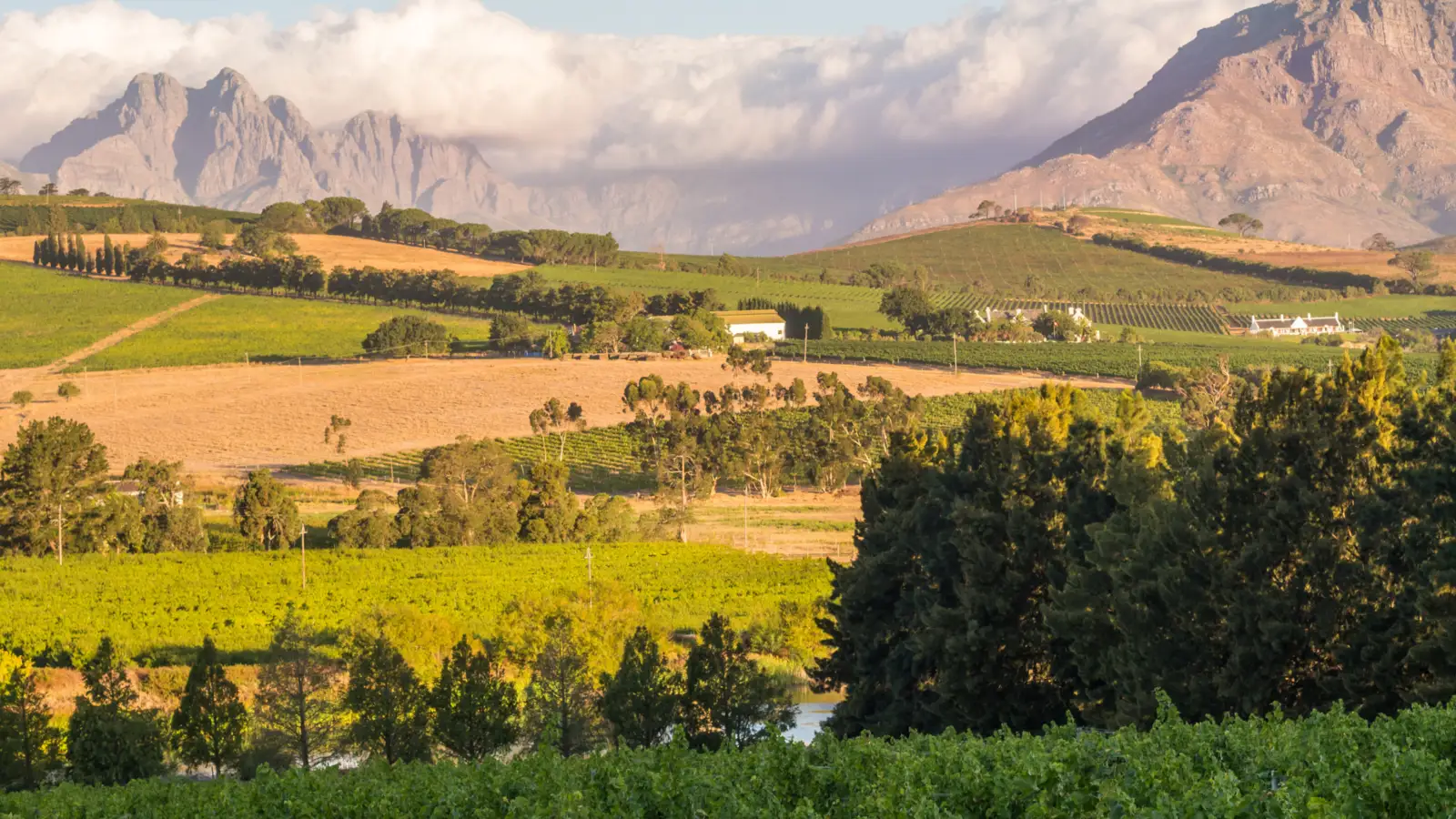 Cape Winelands Safaris - Tours, packages and lodging