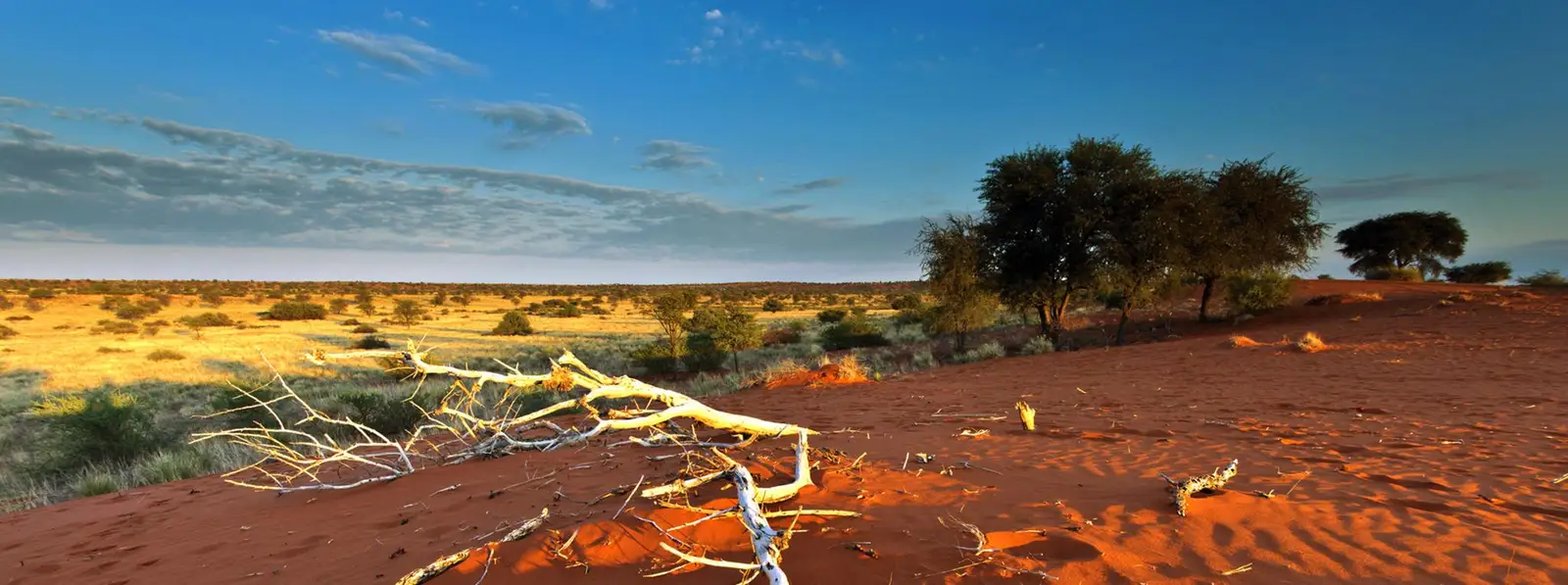 Kgalagadi Transfrontier National Park Safaris - Tours, packages and lodging
