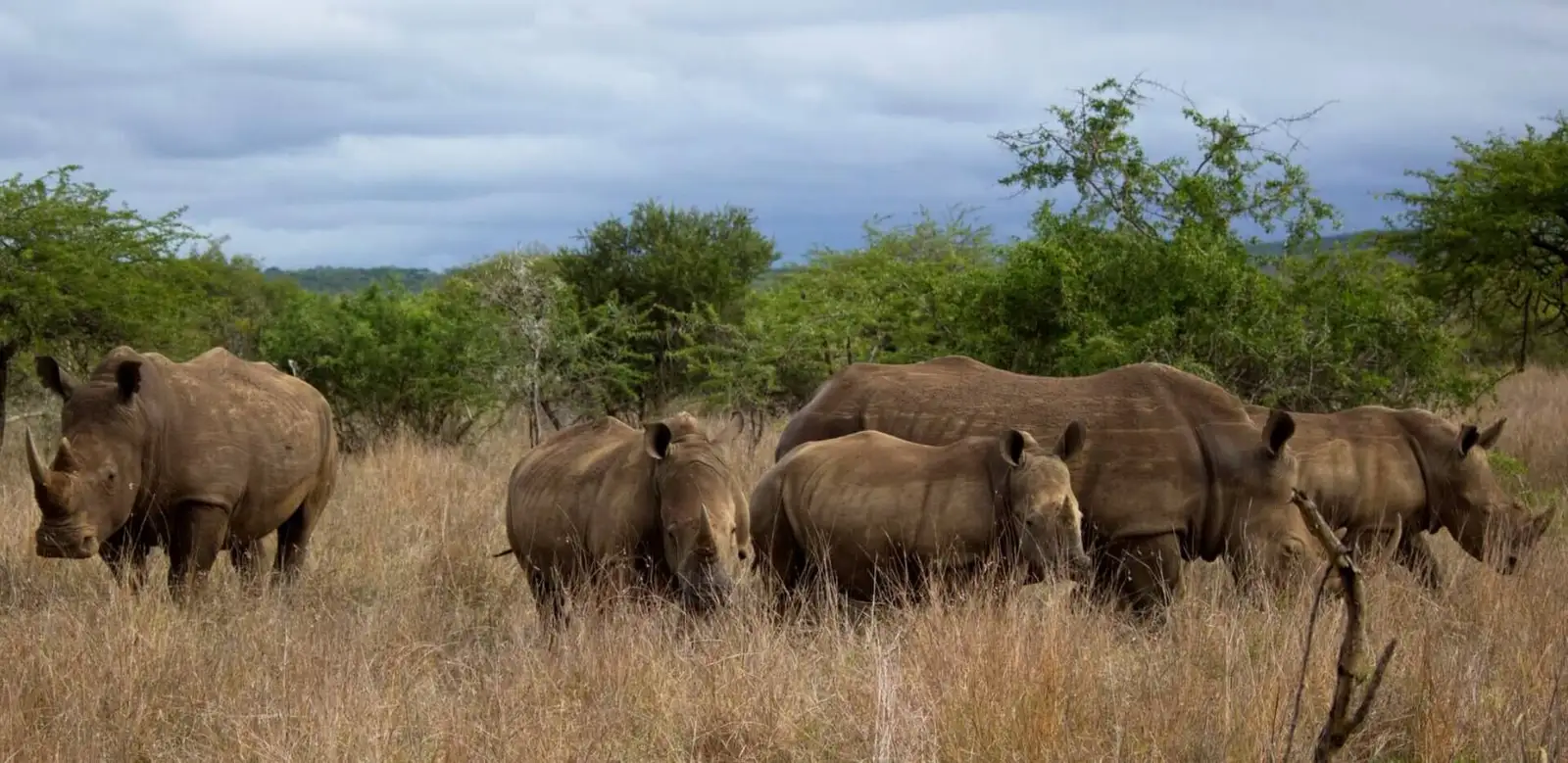 Manyoni Private Game Reserve Safaris - Tours, packages and lodging