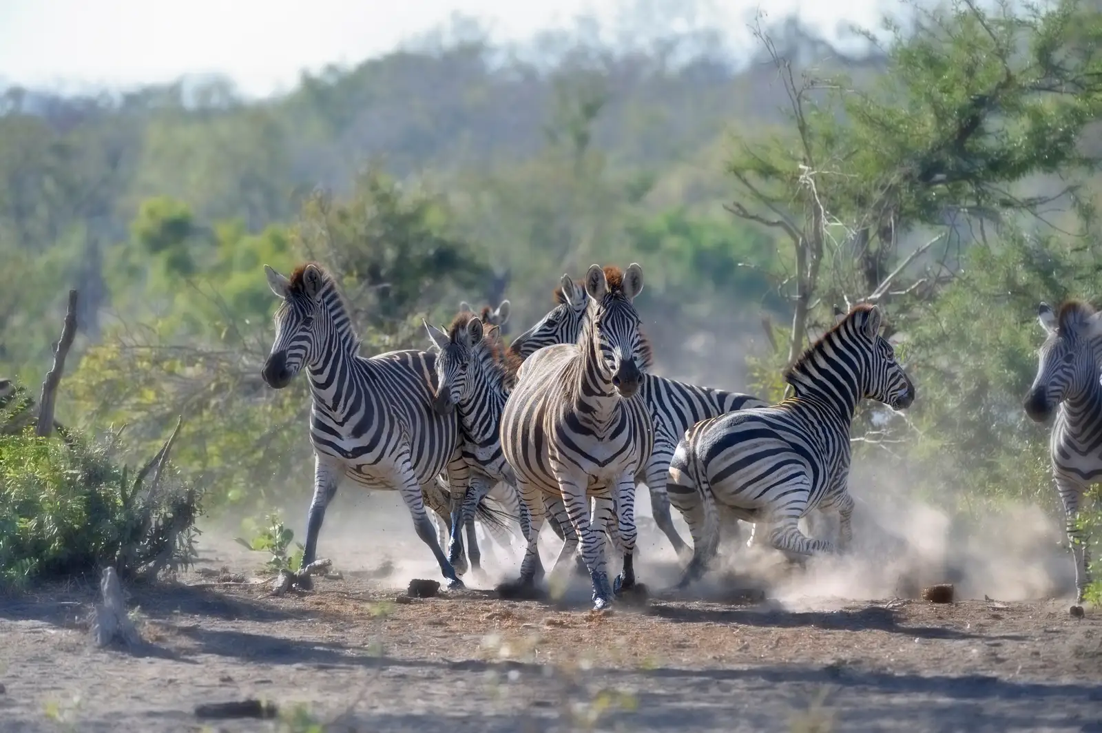SANPARKS - Talamati Bushveld Camp