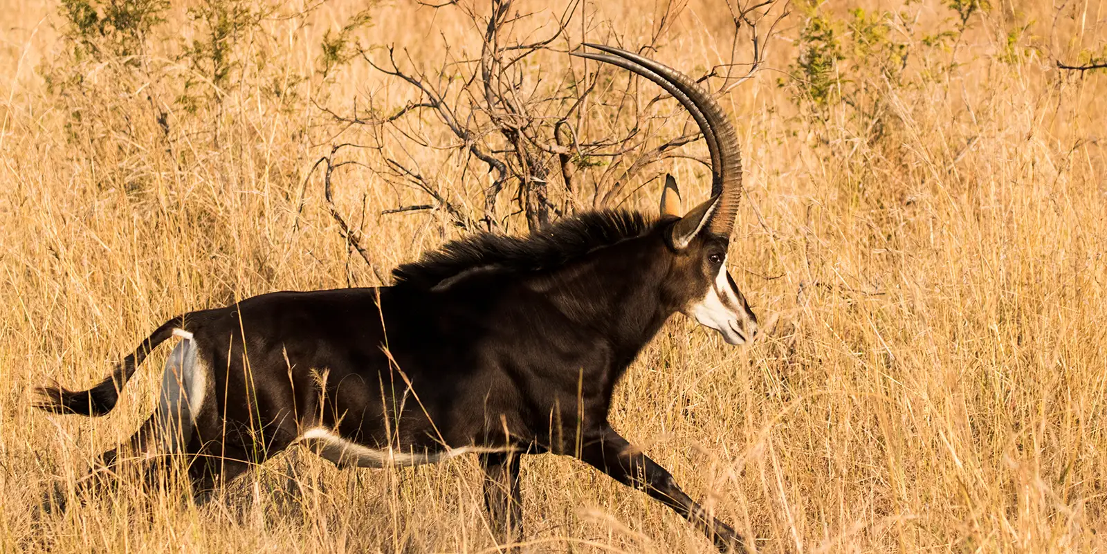 SANPARKS - Pafuri Border Camp