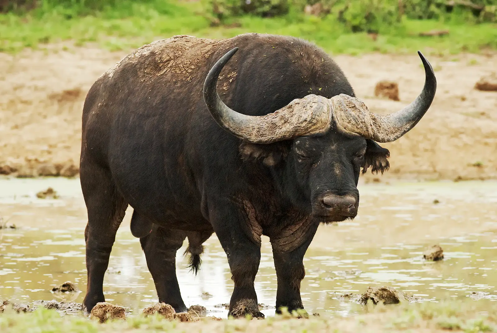 SANPARKS - Nyathi Rest Camp