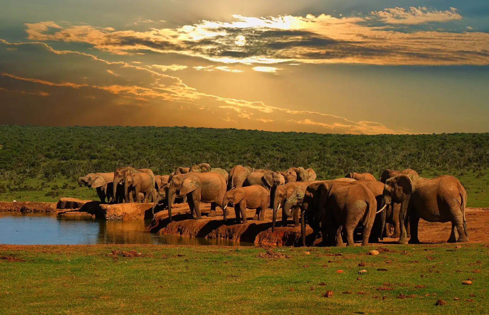 SANParks - Addo Elephant National Park Safaris - Tours, packages and ...
