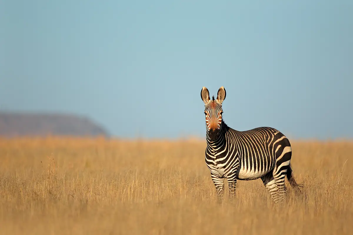 SANPARKS - Mountain Zebra National Park