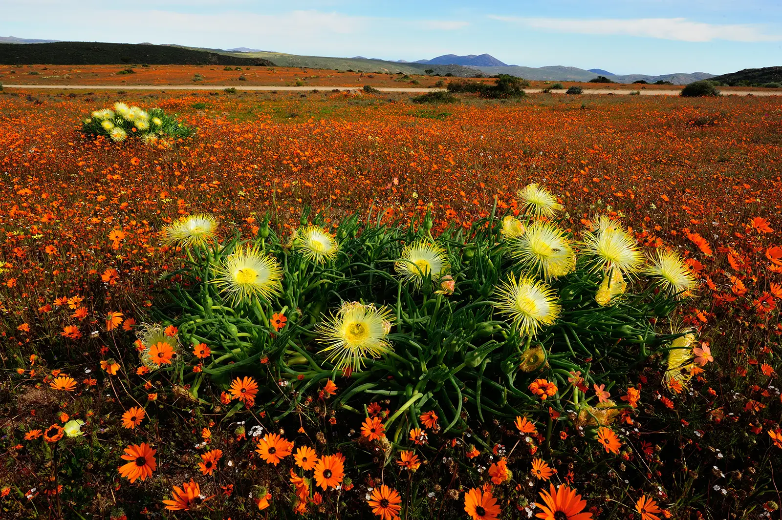 SANPARKS - Skilpad Rest Camp