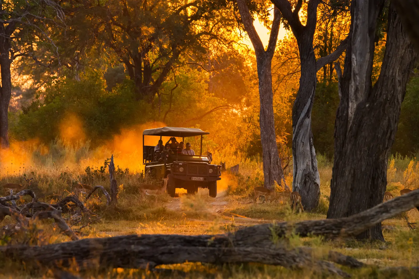 Moremi Game Reserve Safaris - Tours, packages and lodging
