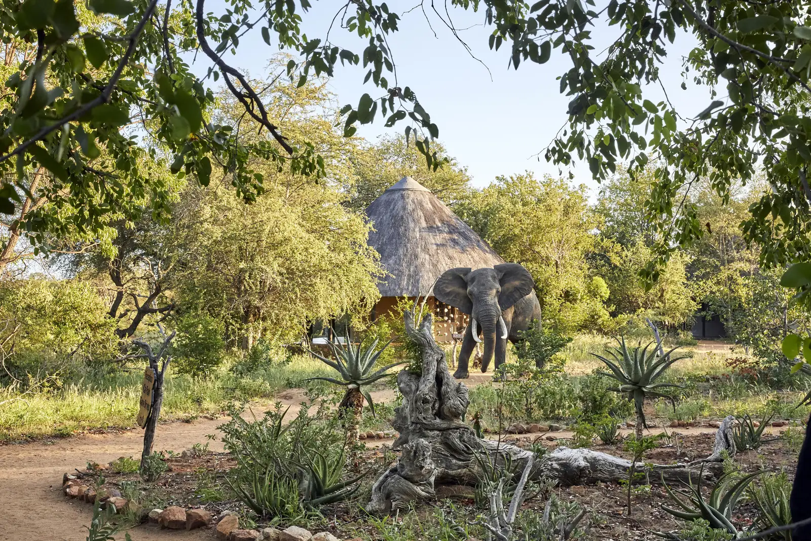 Motswari Private Game Reserve - safari lodge in Timbavati Game Reserve