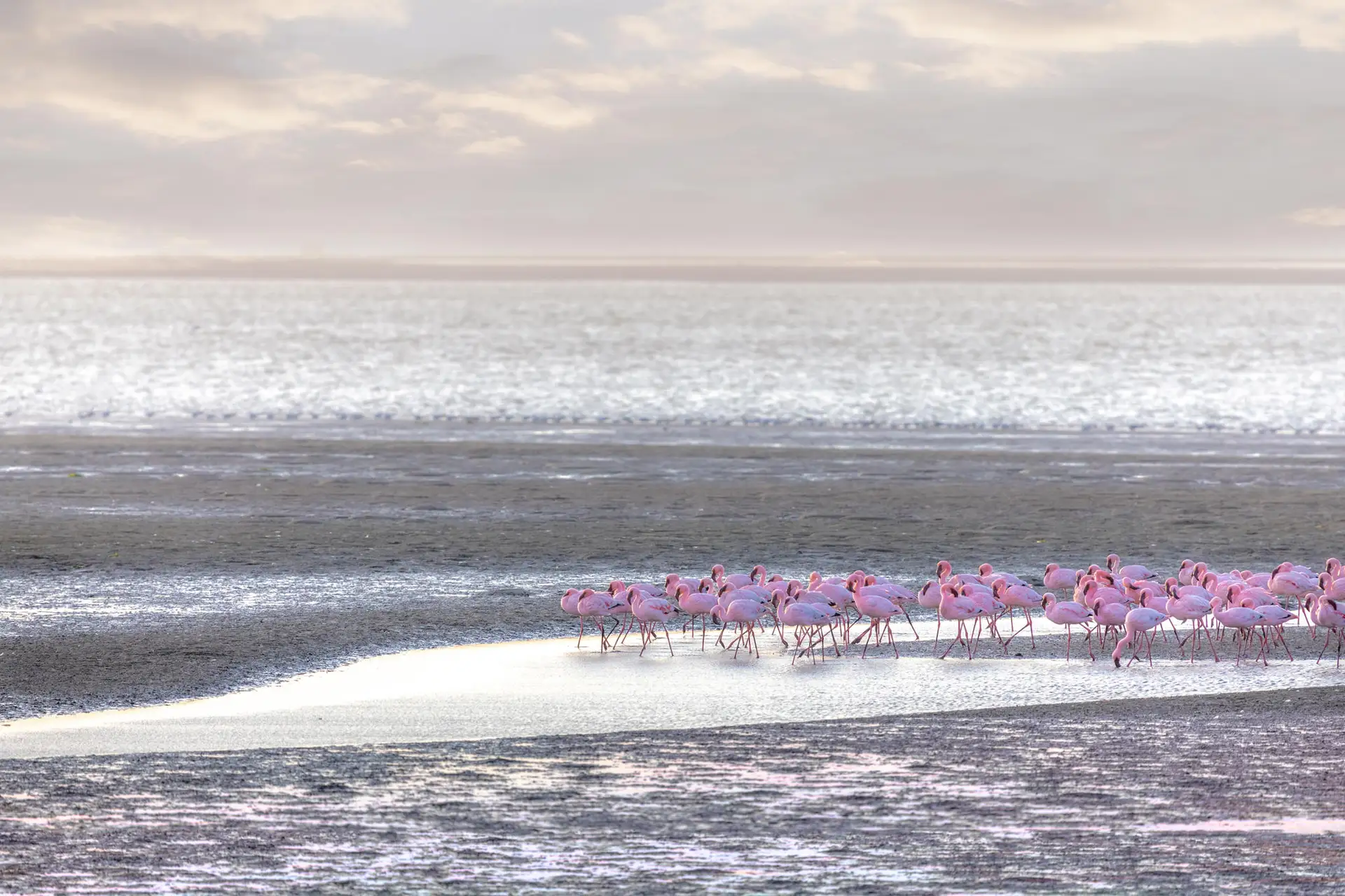 Walvis Bay Safaris - Tours, packages and lodging