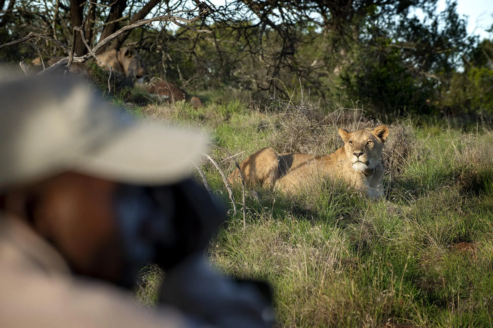 Samara Karoo Reserve - safari lodge in South Africa