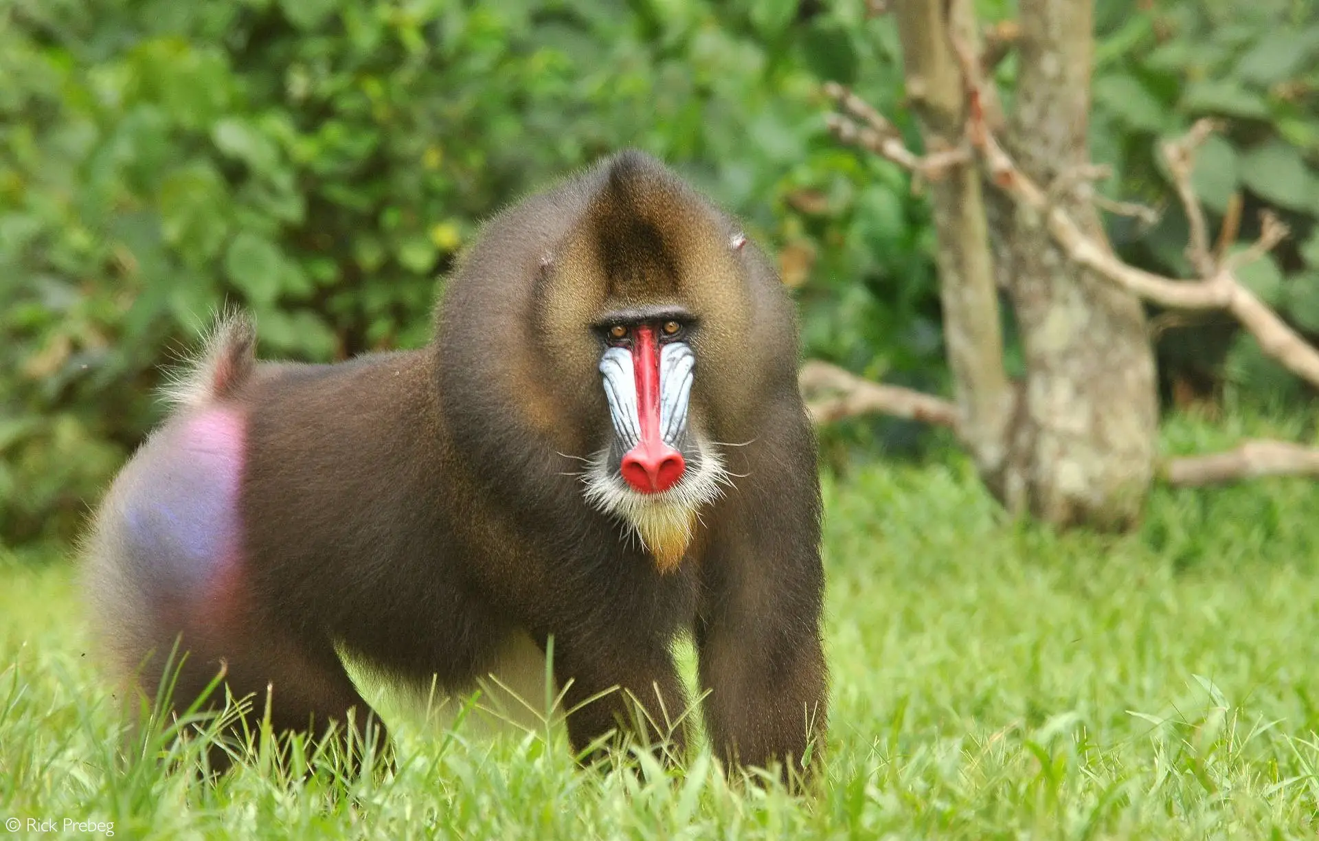 African Safari articles - Colourful primate to be protected
