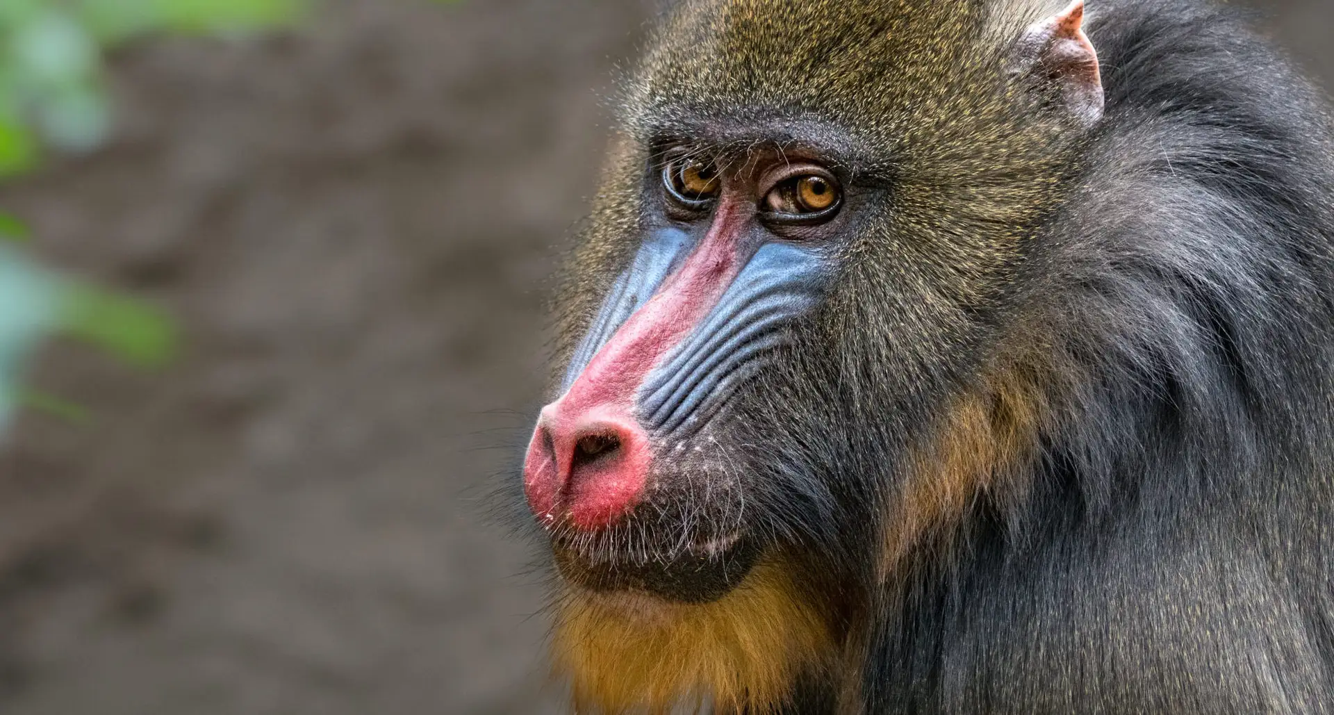African Safari articles - Colourful primate to be protected