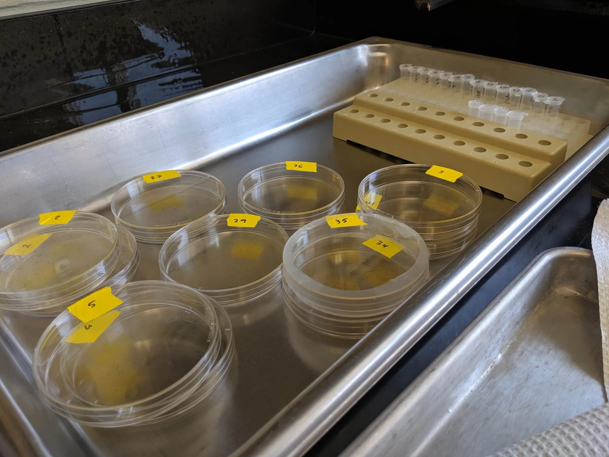 The Complicated Quest to Decipher Human Difference