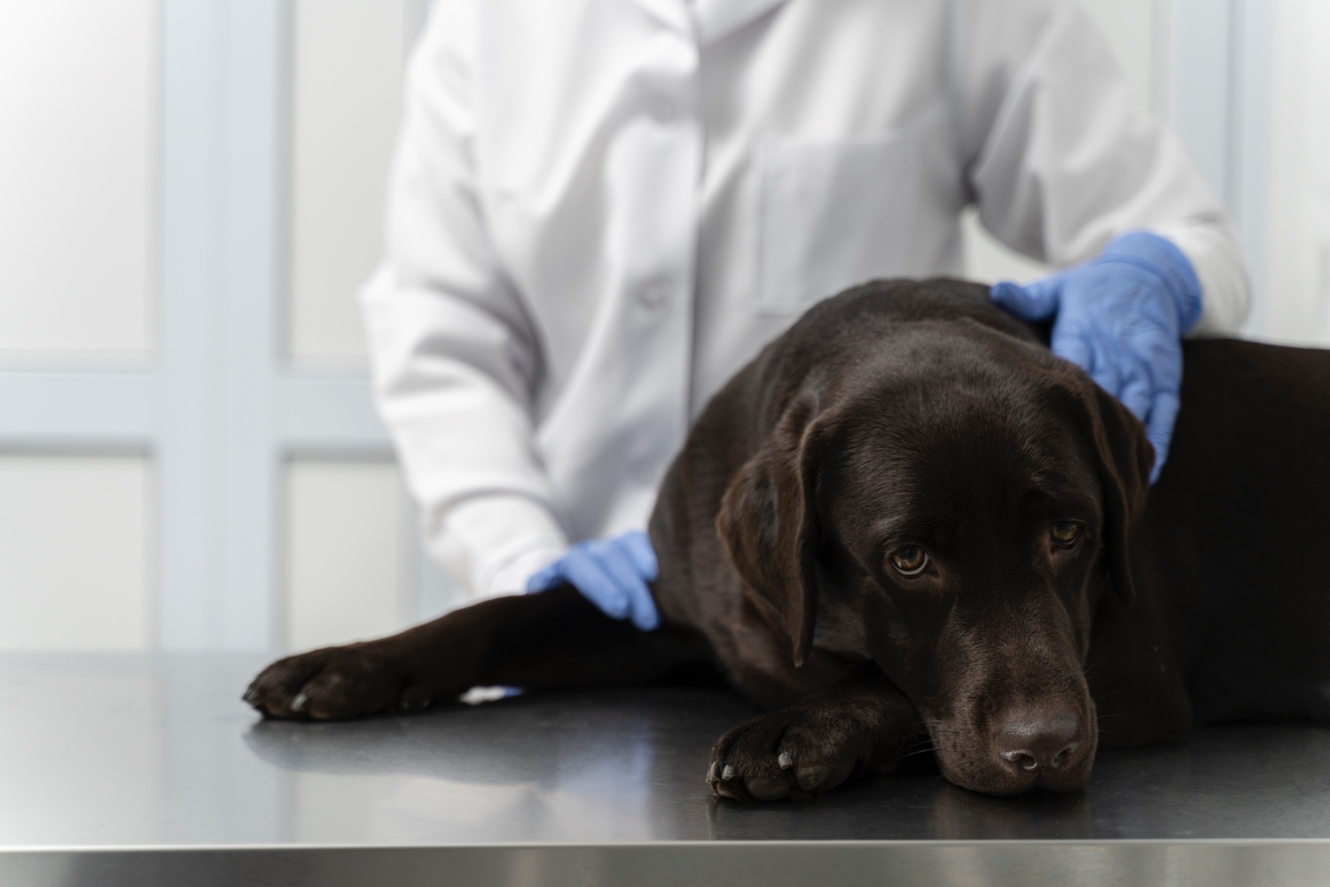 Alpharetta Animal Hospital