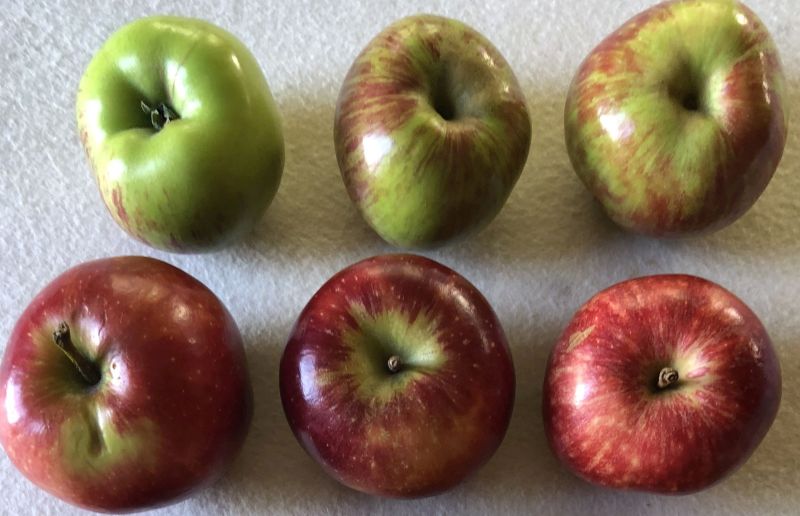 Testing apples for sweetness (°Brix) and dry matter using NIR sensors