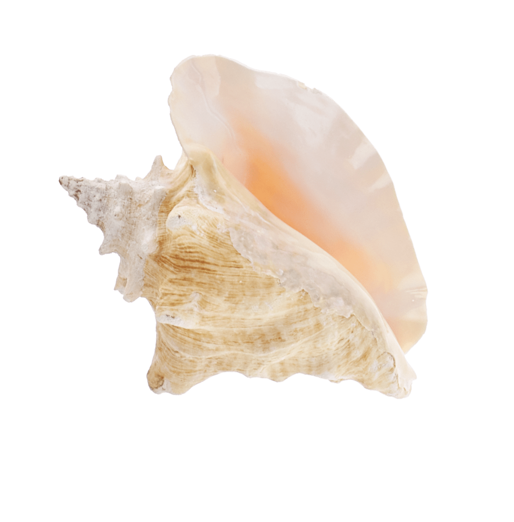 Careers | Pirate Ship