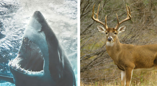 Why Deer Are Deadlier Than Sharks