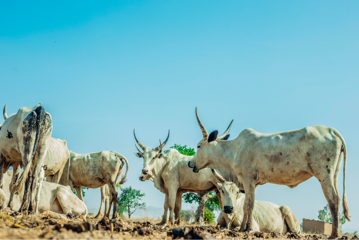 The human cost of the herders-farmer conflict in Nigeria: a ...