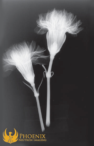 Phoenix Neutron Imaging | Diving Deep: Neutron Radiography & How It Works