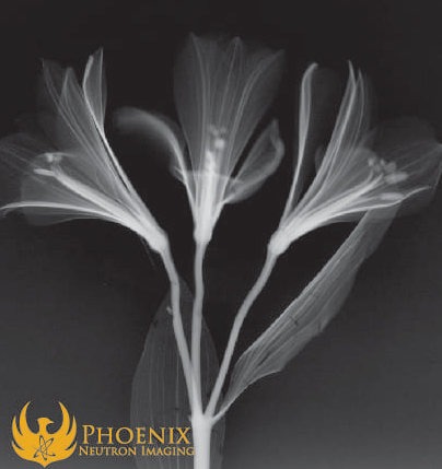 Phoenix Neutron Imaging | Neutron Image Gallery