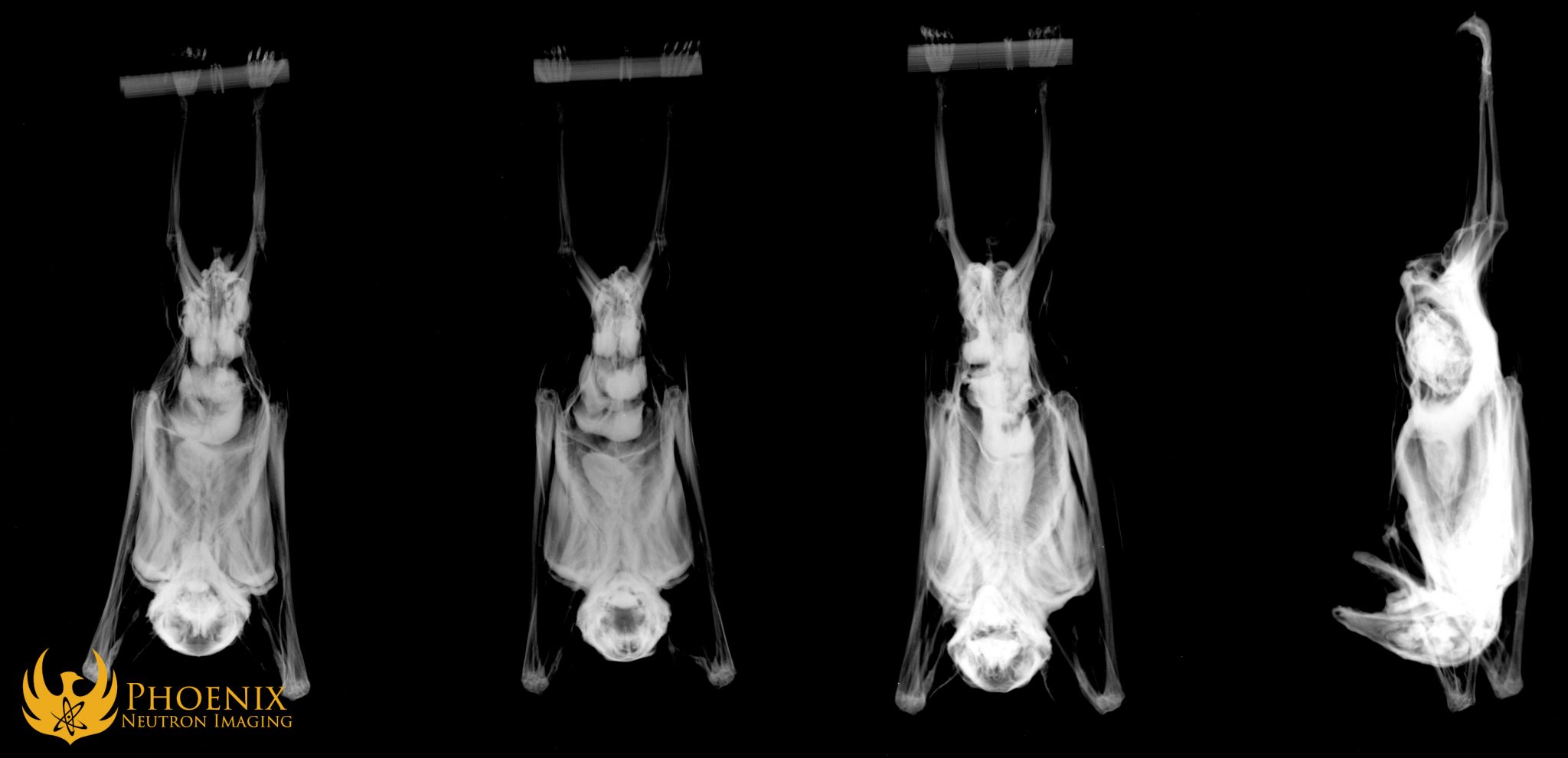 Phoenix Neutron Imaging | Diving Deep: Neutron Radiography & How It Works