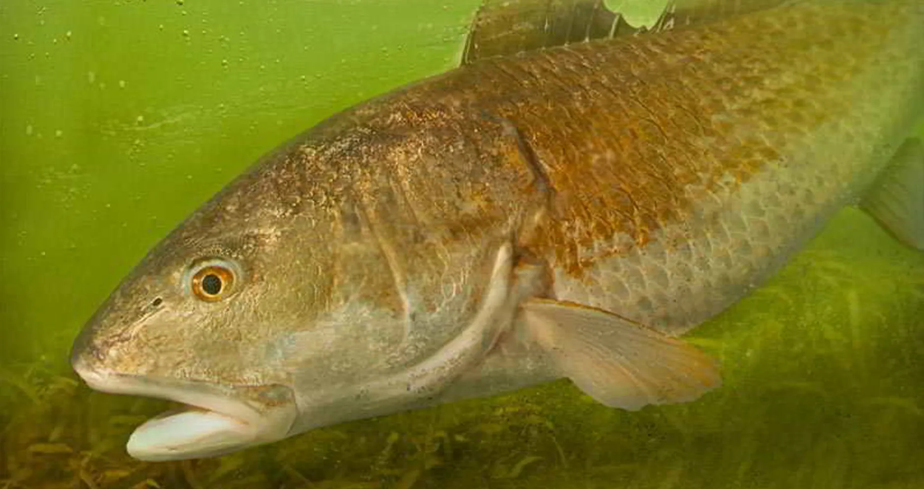 Redfish: Red Drum Fishing Tips