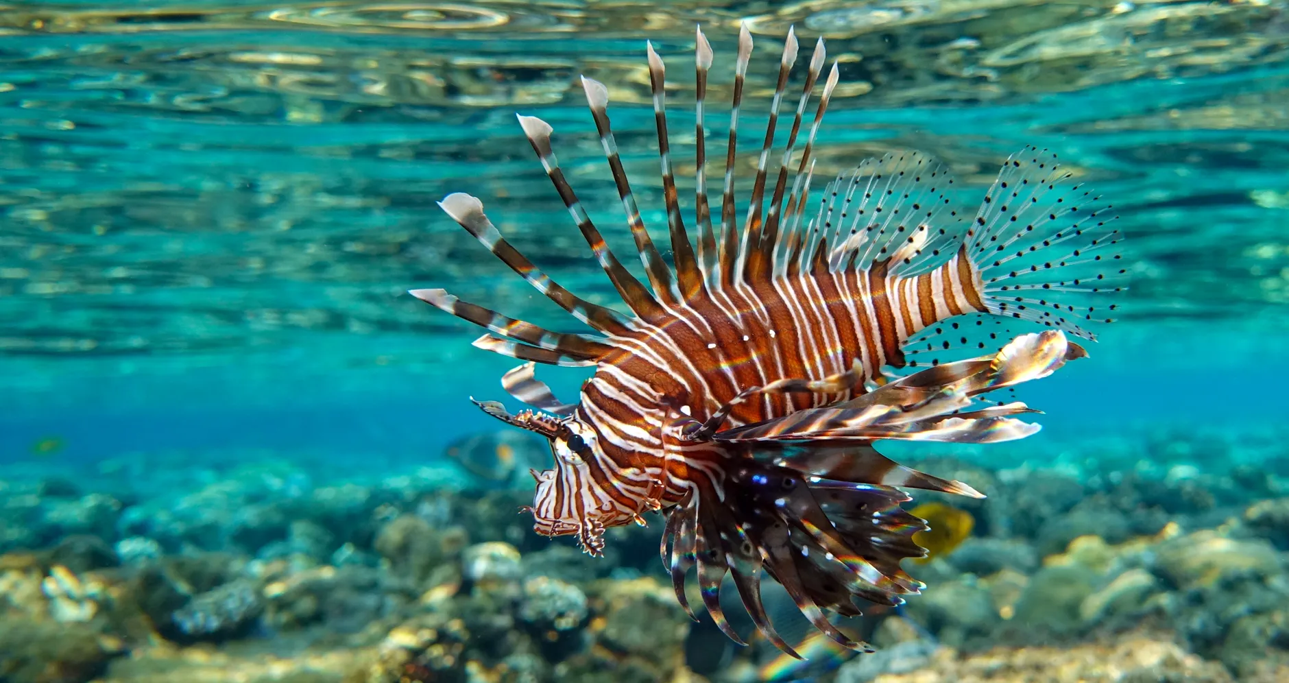 Lionfish Fishing Tips