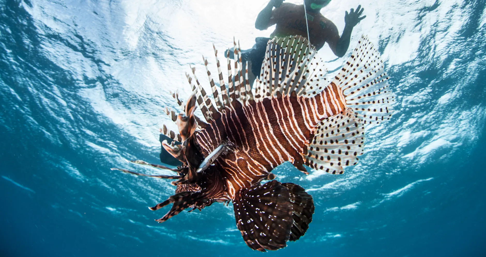 Lionfish Fishing Tips
