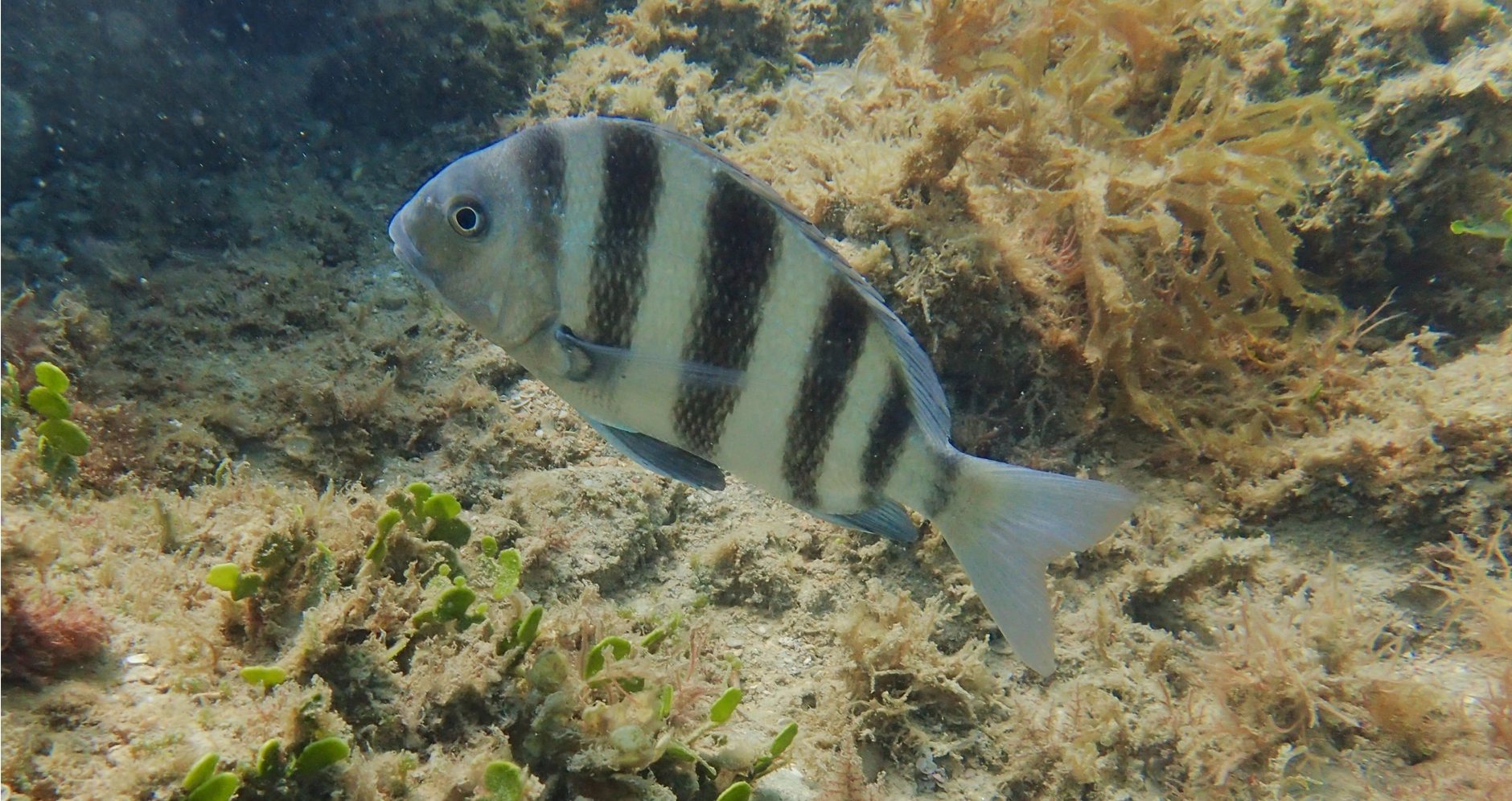 Native Florida Saltwater Species: Part 3