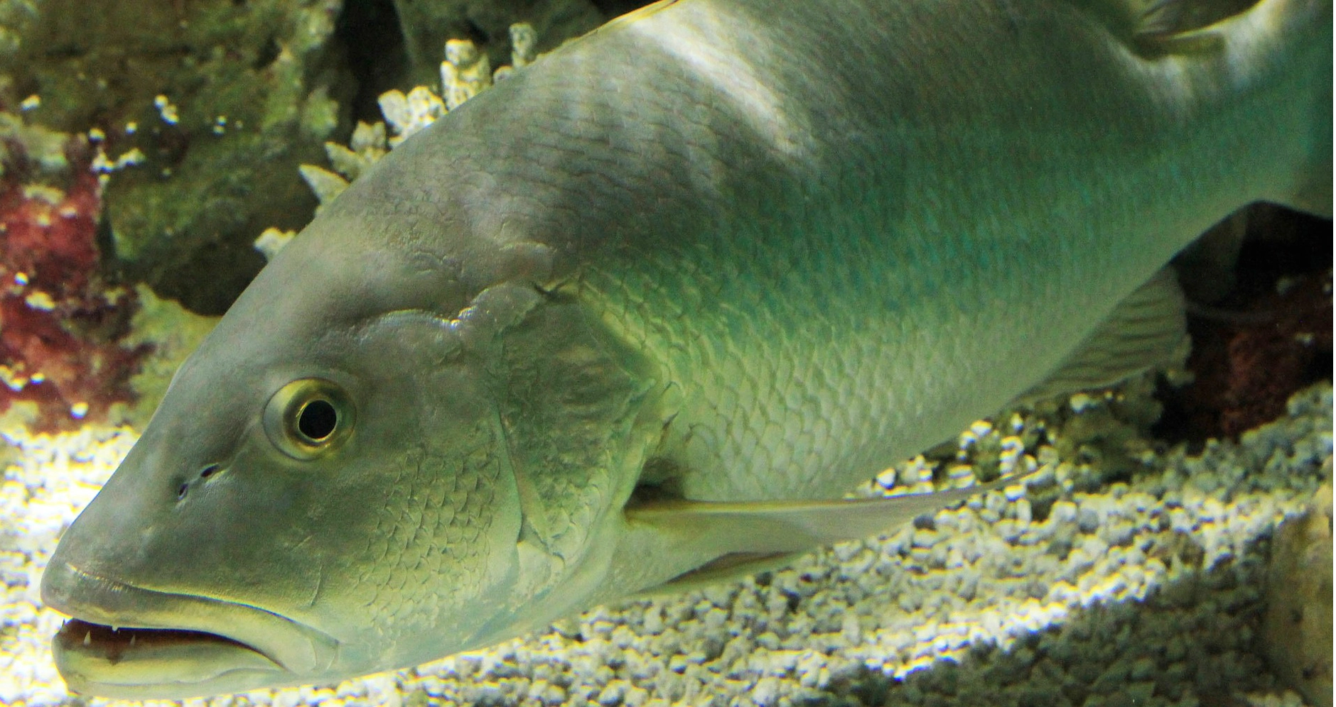 Native Florida Saltwater Species: Part 2