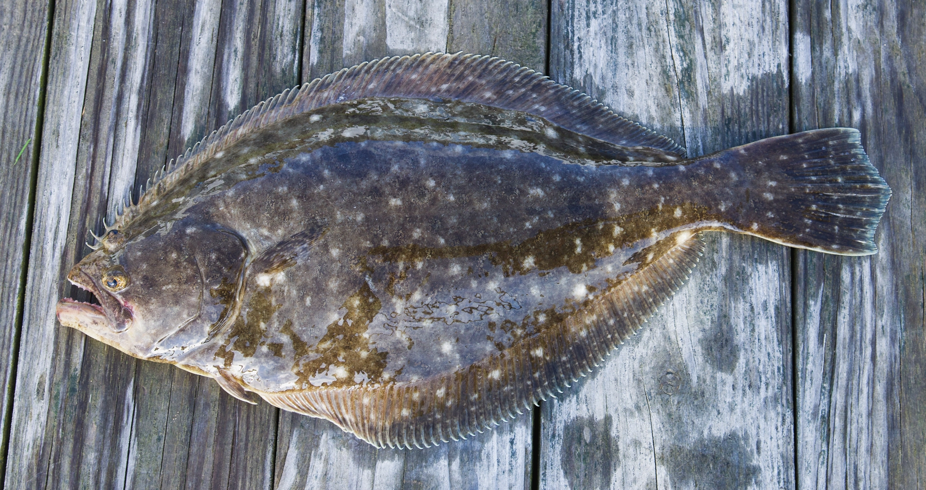 Florida Native Saltwater Fish Species: Part 1