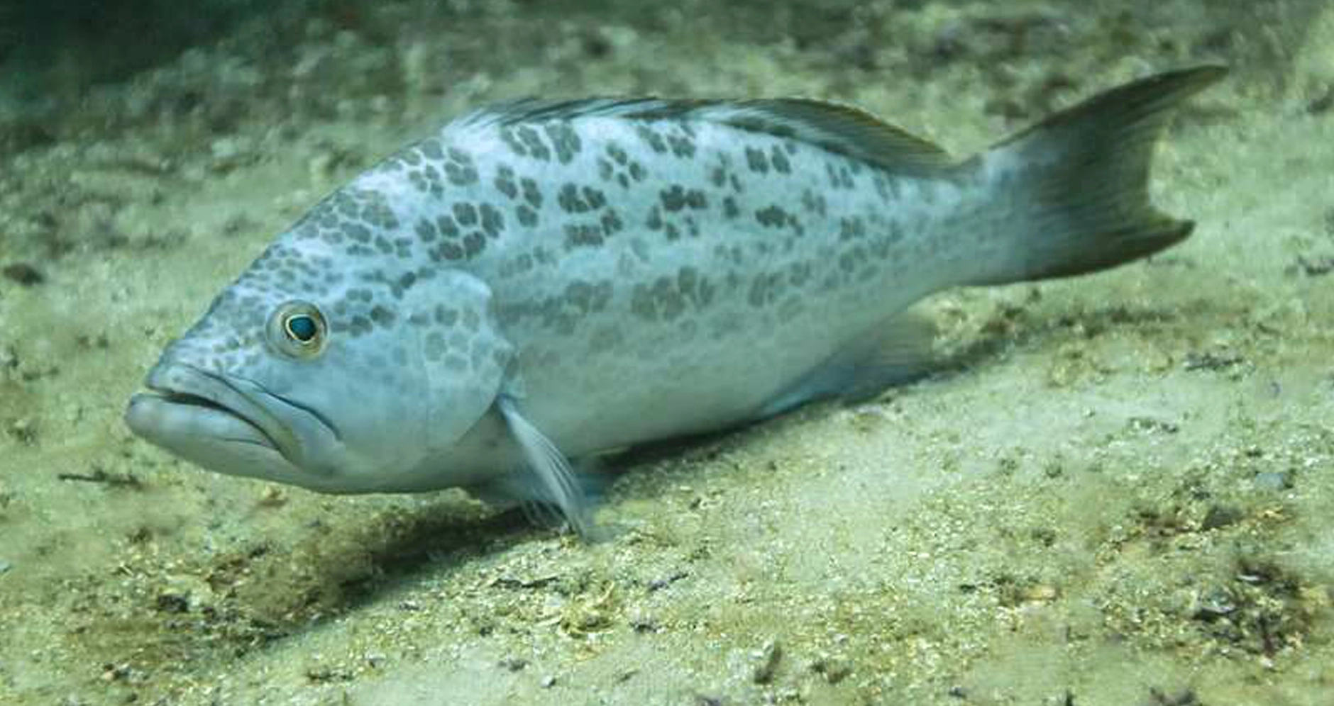 Gag Grouper Fishing Tips