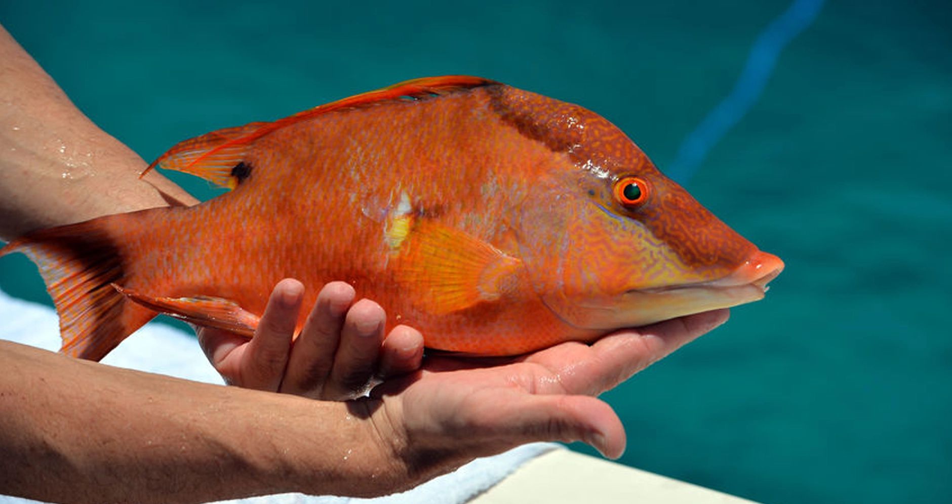Fishing for Hogfish: What to Know