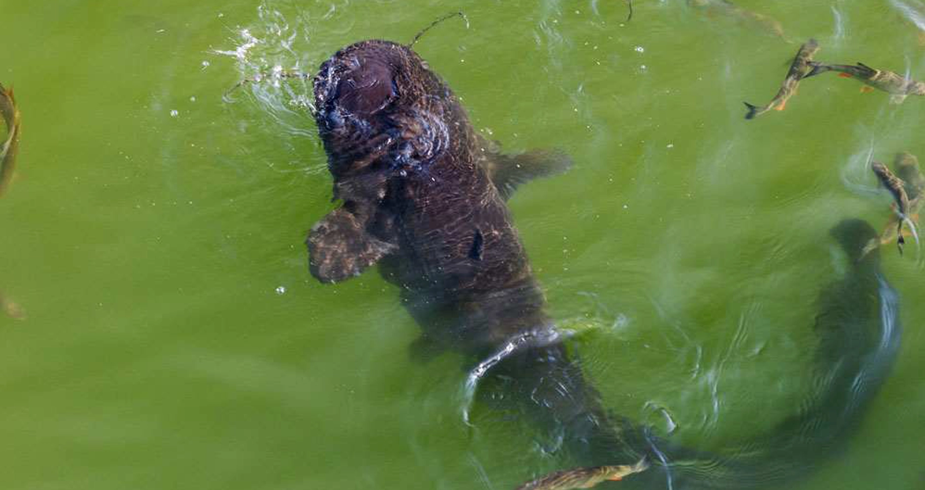 Fishing for Florida Freshwater Catfish